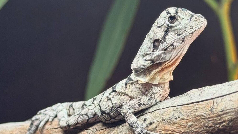 Home | Reptile Creative