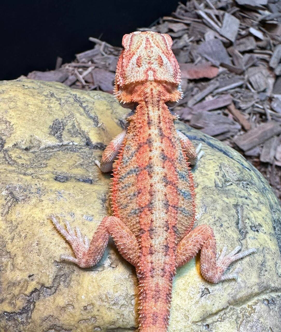 Home | Reptile Creative