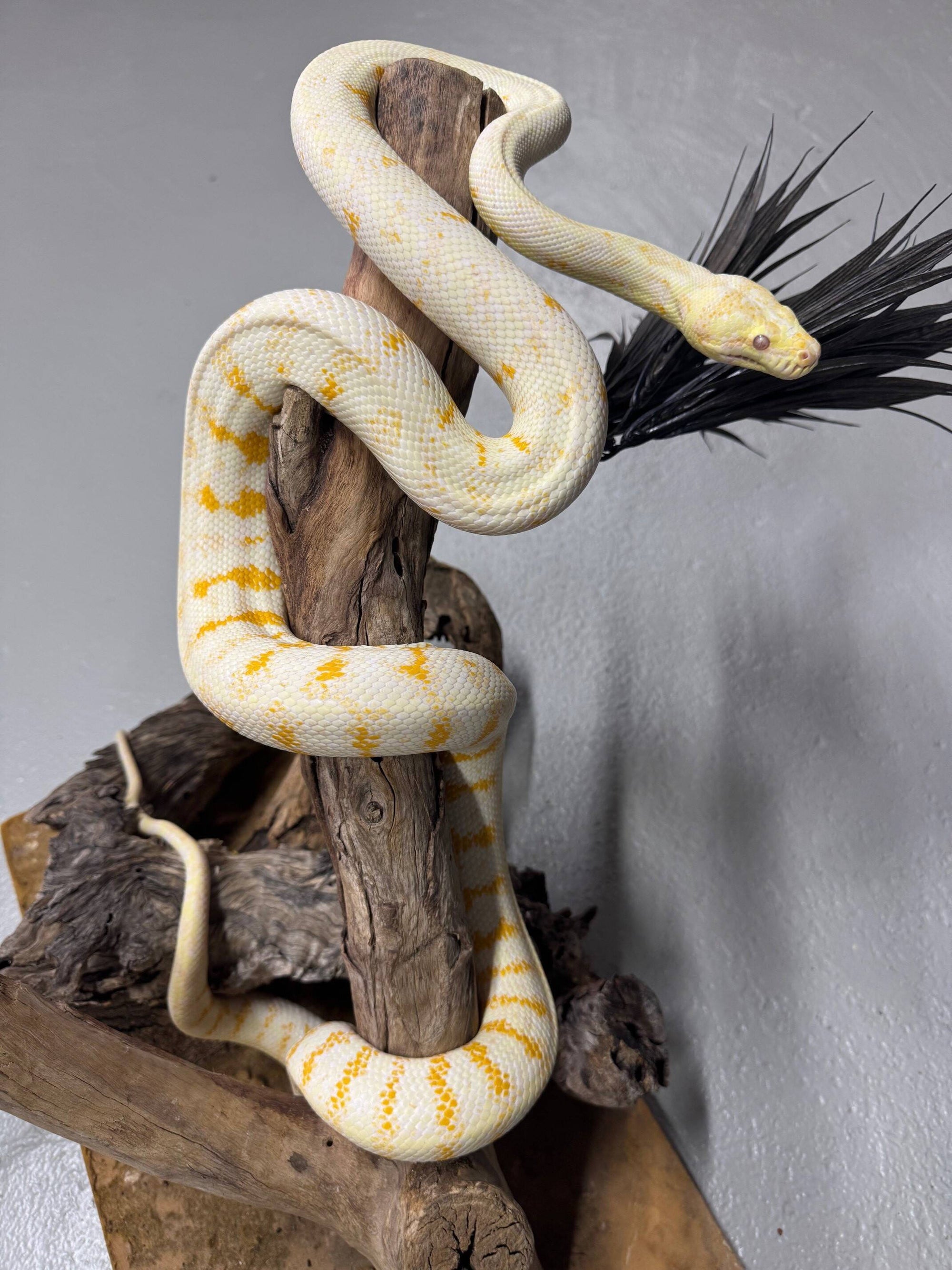 Home | Reptile Creative
