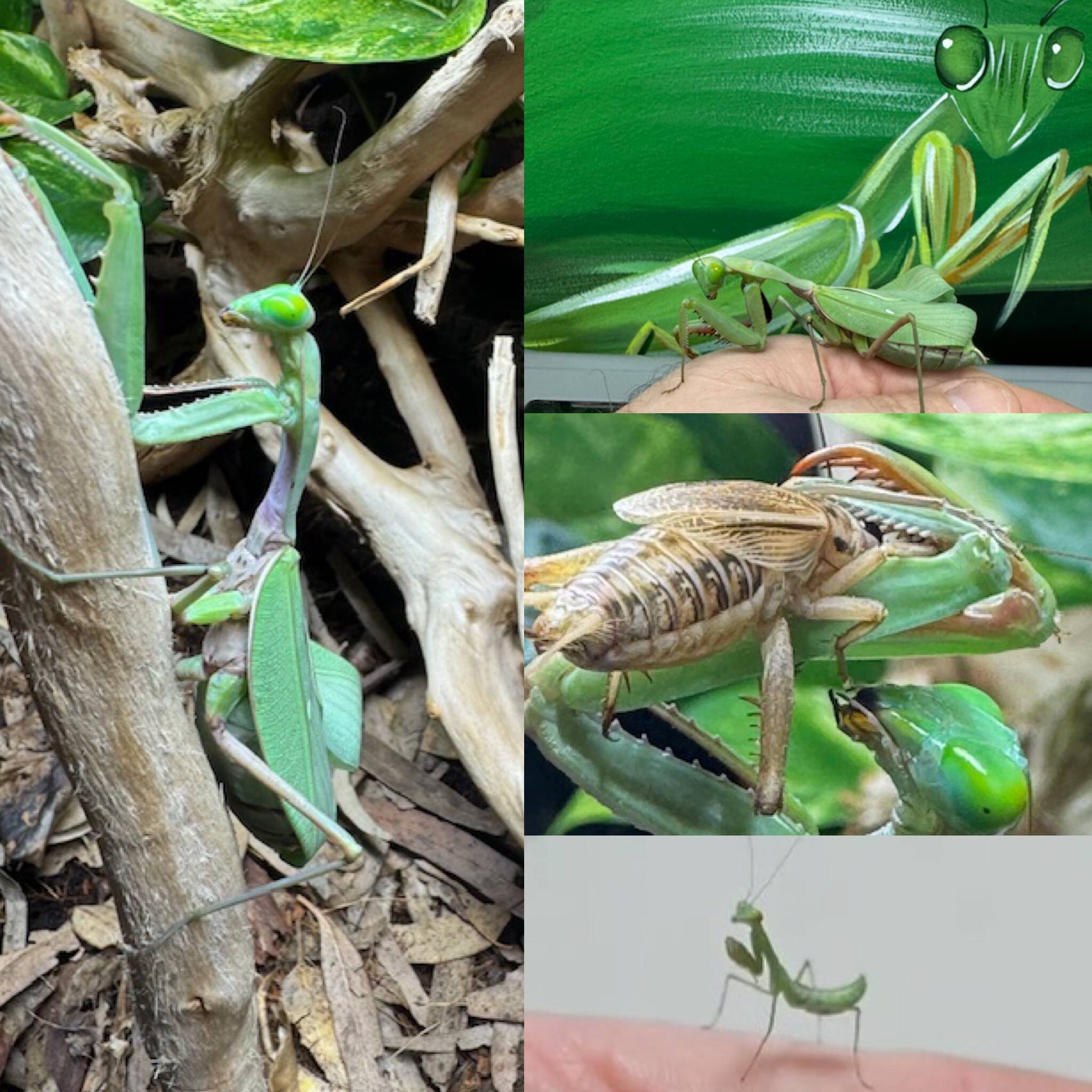 Giant Rainforest Mantids: A Stunning Species Ready for New Homes